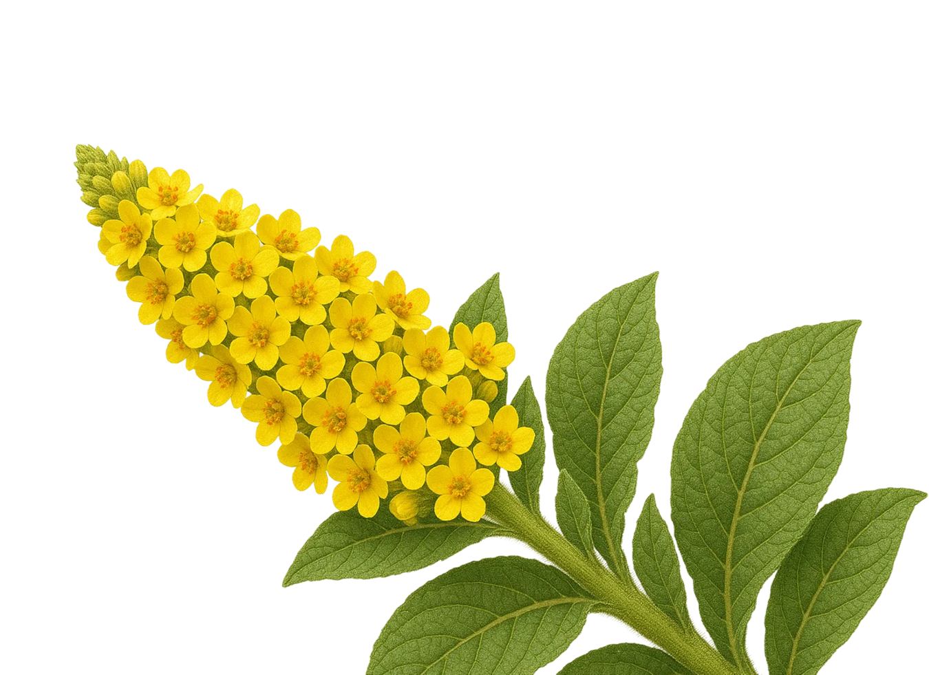 Mullein Leaf 90 v-caps | Supports healthy respiratory function – Nature ...